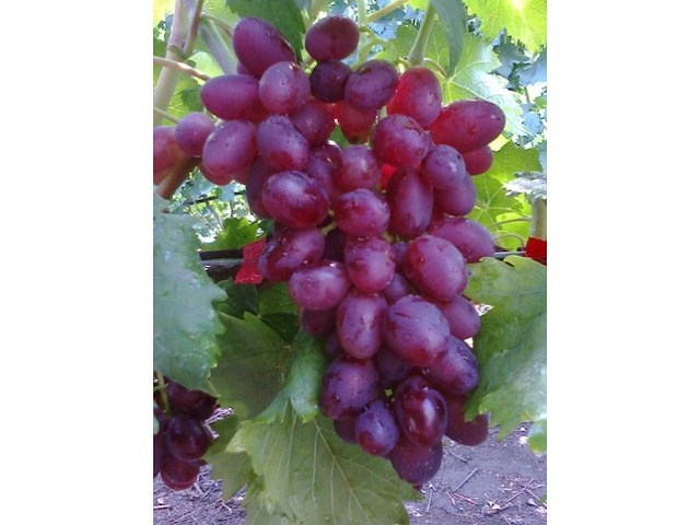 Stono grožđe `Black Baladi`  - reznica