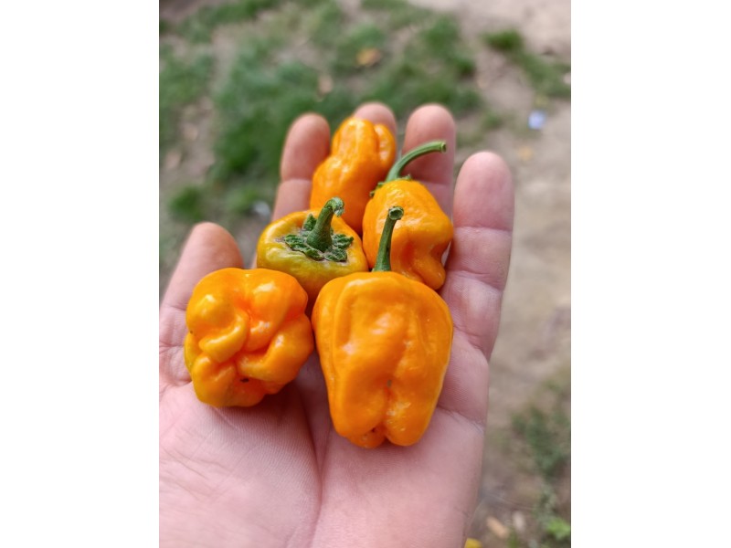 Primo x butch t yelow chili pepper 20 semenki