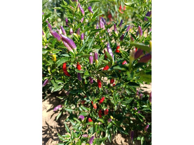 Numex easter cabe rainbow chili pepper 20 semenki