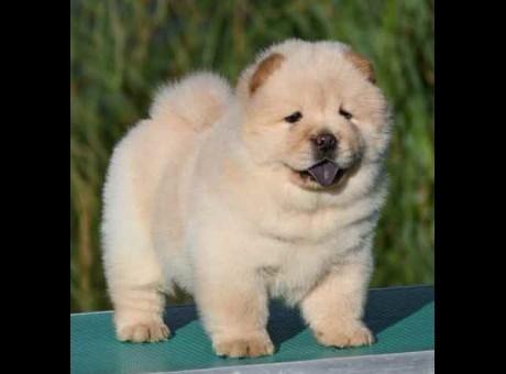 Chow Chow Cau Cau Čau Čau