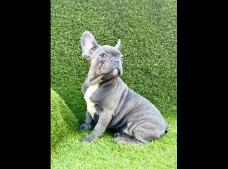 Francuski buldog