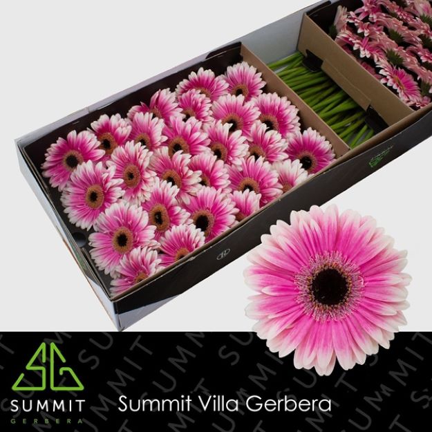 GERBERA GR PRELUDE