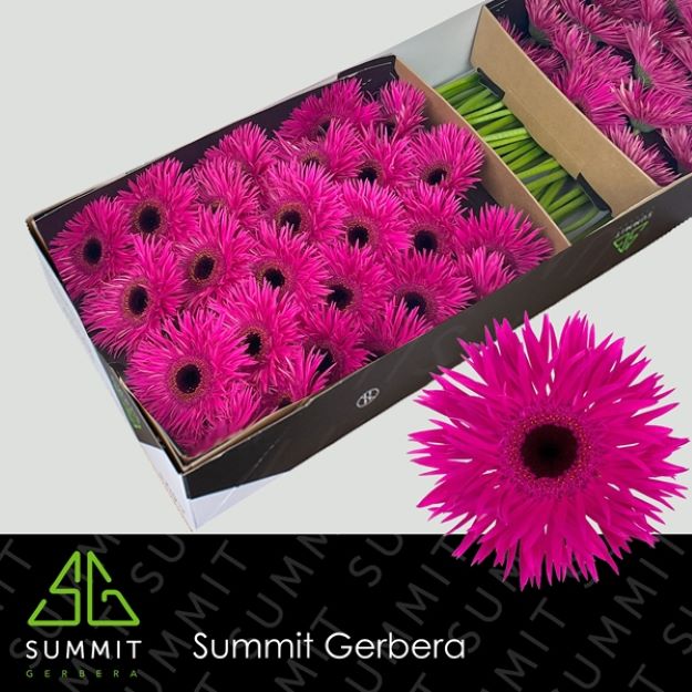 Gerbera Gr Spider Nola Aqua 50cm