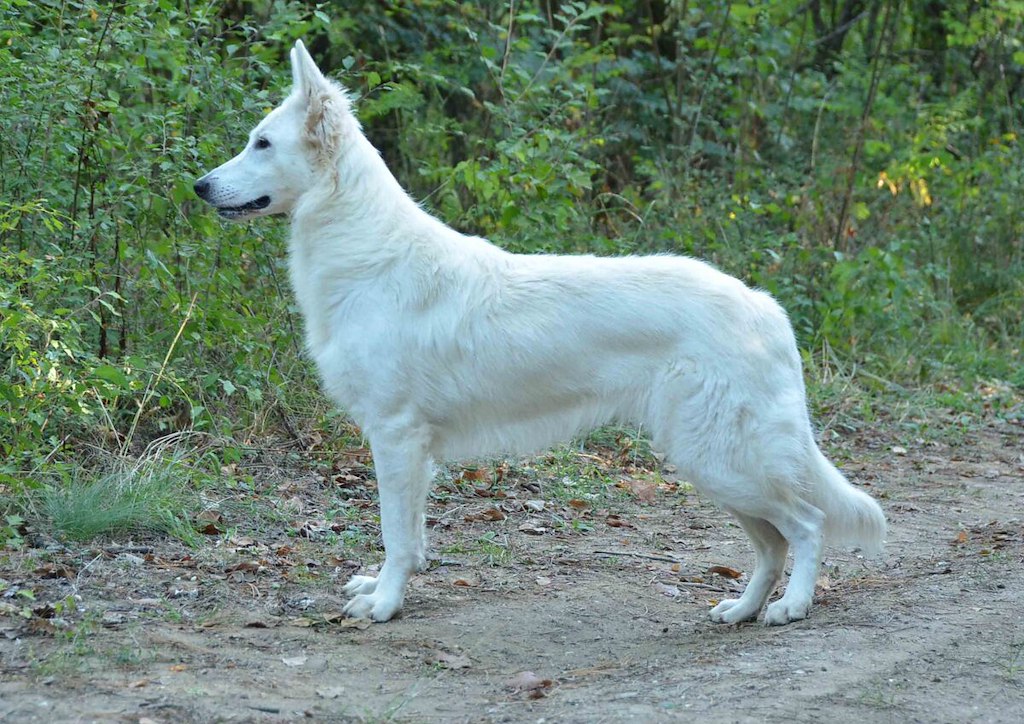 Beli švajcarski ovčar, štenci i mladi psi
