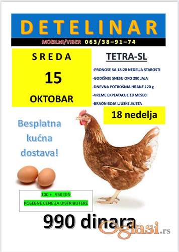 Mlade koke nosilje TETRA-SL