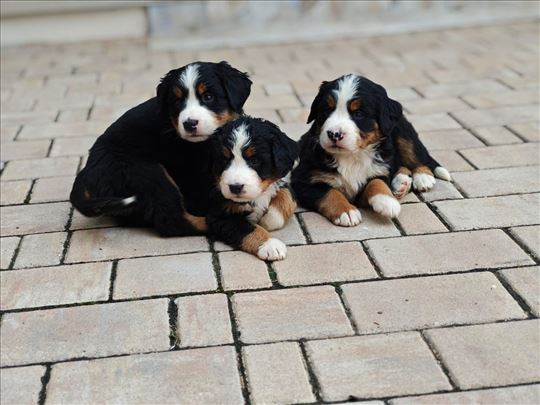 Bernski pastirski pas, štene