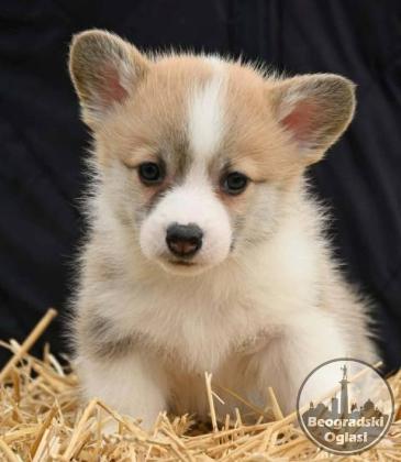 Velški korgi Welsh Corgi Pembroke