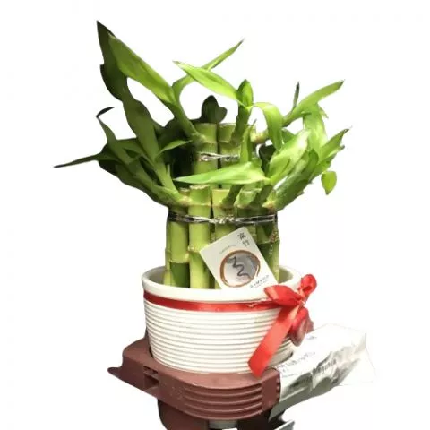 DRACENA LUCKY BAMBO