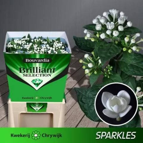 BOUVARDIA BELA