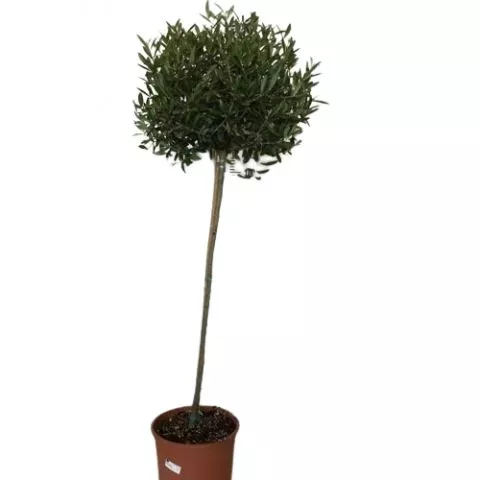 OLEA 27CM