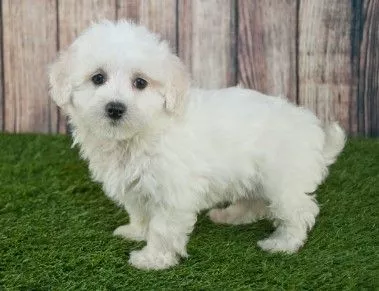 MALTIPOO I TOY PUDLE