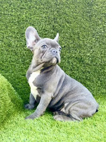 FRANCUSKI BULDOG