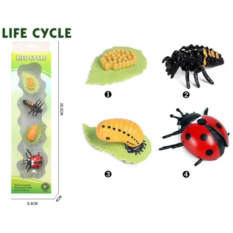 Životni ciklus bubamare set od 4 dela