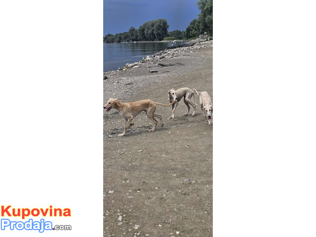 Persijski hrt SALUKI štenci