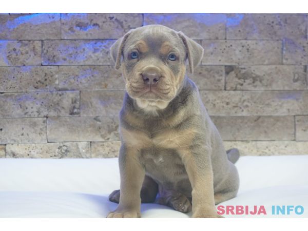 Pitbull Lilac Tricolor štene