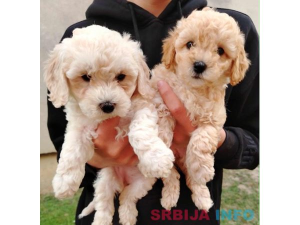 Maltipoo štenci