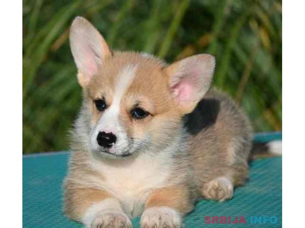 Velški korgi Welsh Corgi Pembroke
