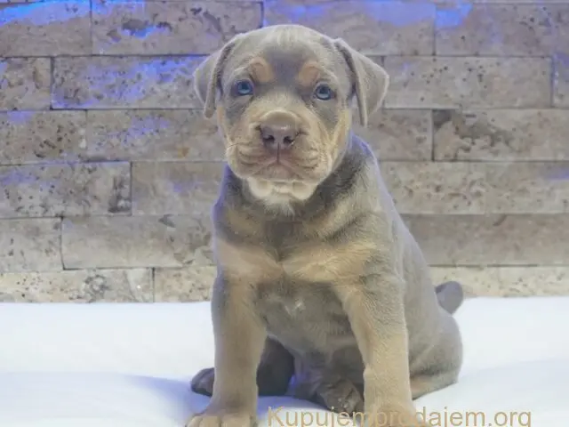 Pitbull Lilac Tricolor štene