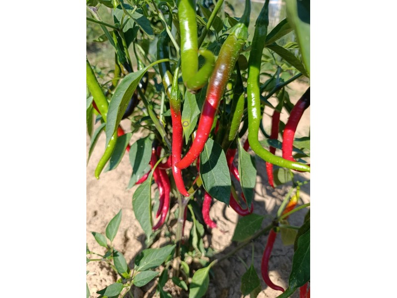 Goat s horn chili pepper 20 semenki