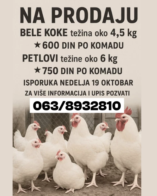 Prodajem bele koke i petlove za meso