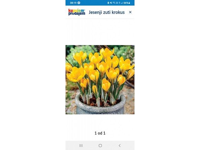 Jesenji krokus-strenbergja lutea 5 lukovica