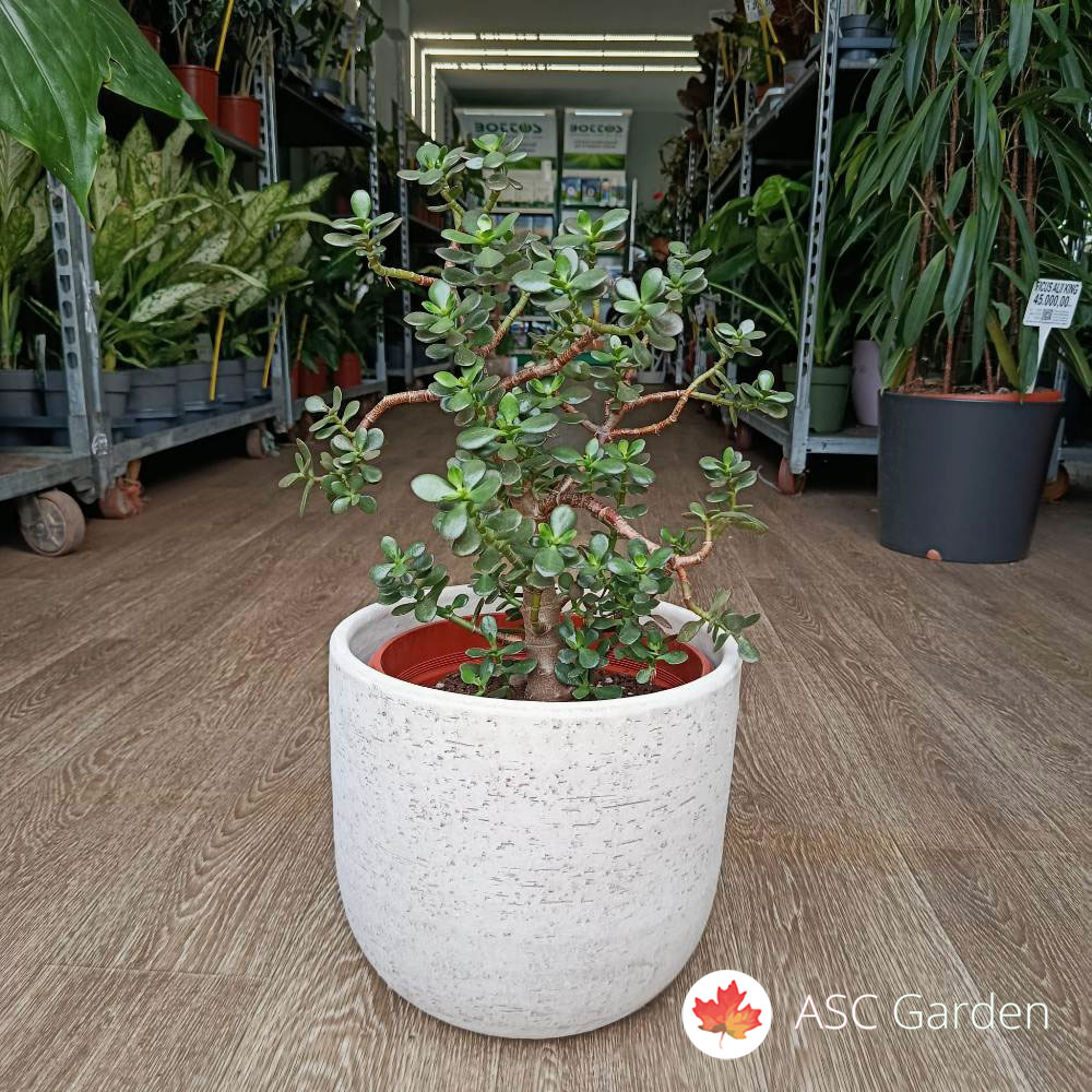 Crassula ovata Portulaca – Parica 55cm