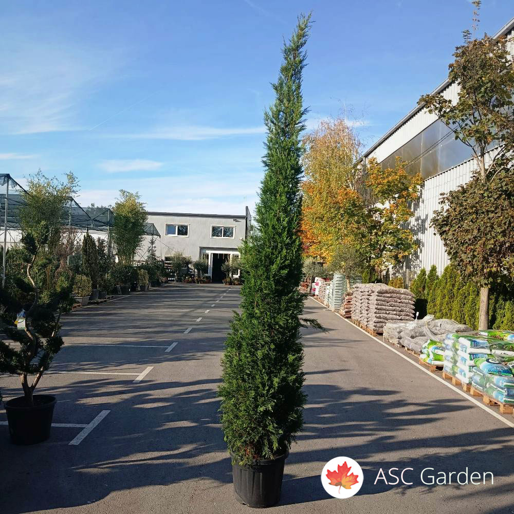 Cupressocyparis leylandii pyramidalis ‘2001’ 300-350 cm