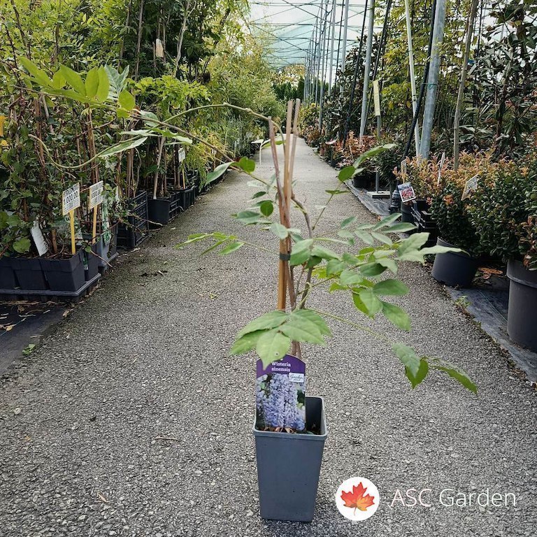 Wisteria sinensis 70-80 cm