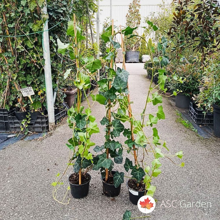Hedera hibernica 100 cm