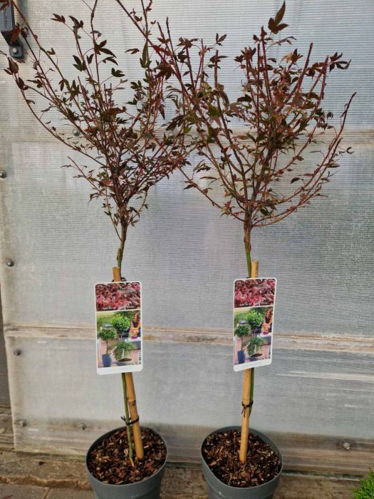 Acer Palmatum Hime Shojo(kalem na 50cm) - Patuljasti Japanski javor