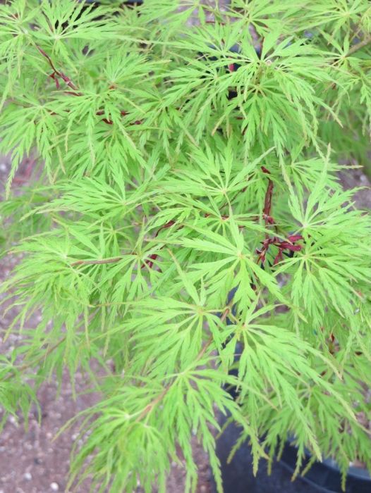 Acer Palmatum Seiryu-Japanski Javor
