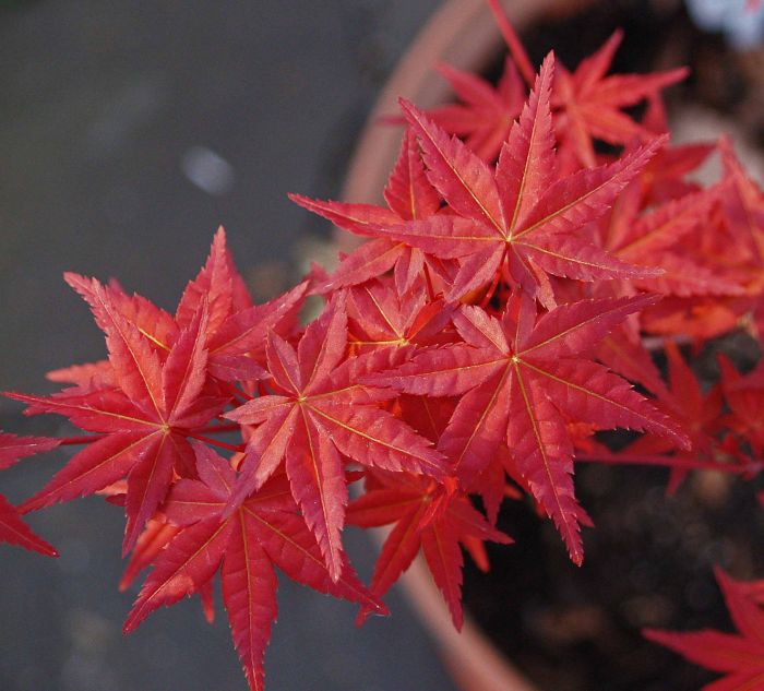 Acer Palmatum Shin Deshojo - Japanski Javor