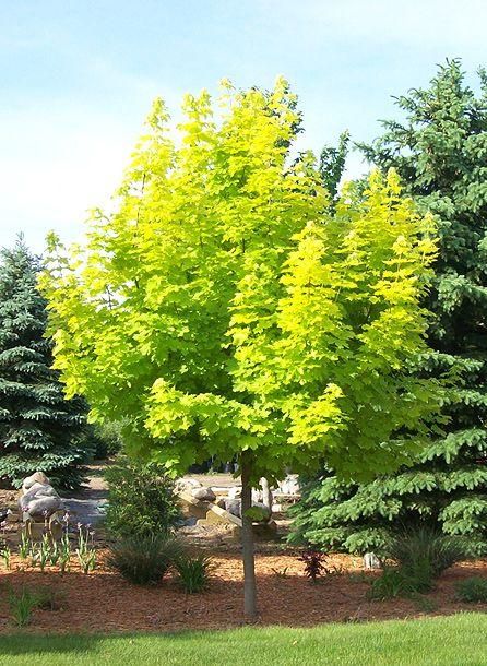 Acer PLatanoides Princeton Gold 8-10cm obim stabla- javor