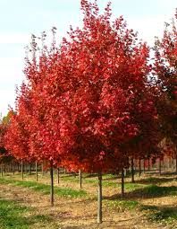 Acer Rubrum October Glory 10-12cm obim stabla- Javor