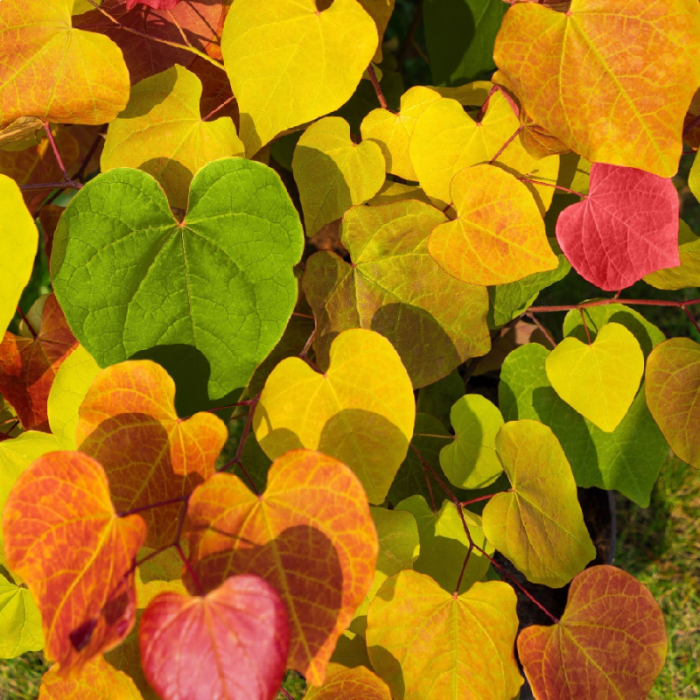 Cercis Canadensis Eternal Flame - Cercis