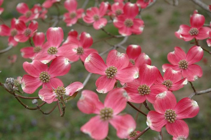 Cornus Florida Cherokee Chief - Japanski Dren