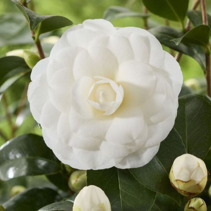 Camellia Japonica Powder Puff - Kamelija, Japanska ruža