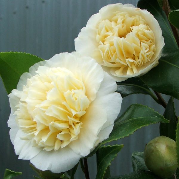 Camellia Japonica Brushfield Yellow - Kamelija