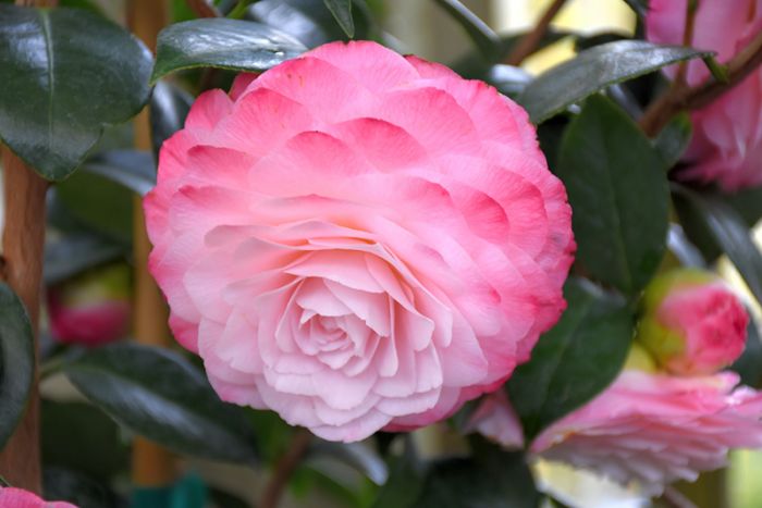Camellia Nuccio's Pearl - Kamelija Japanska Ruža