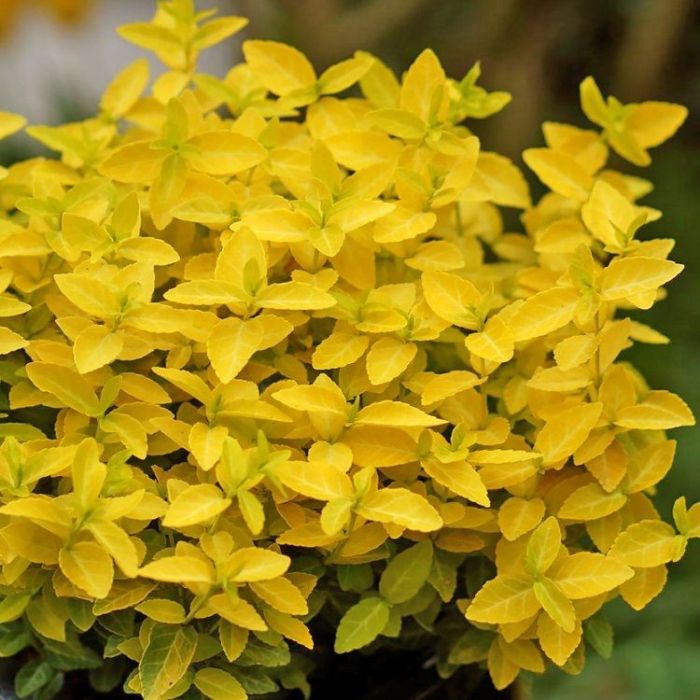 Euonymus Fortunei Goldy - Kurika
