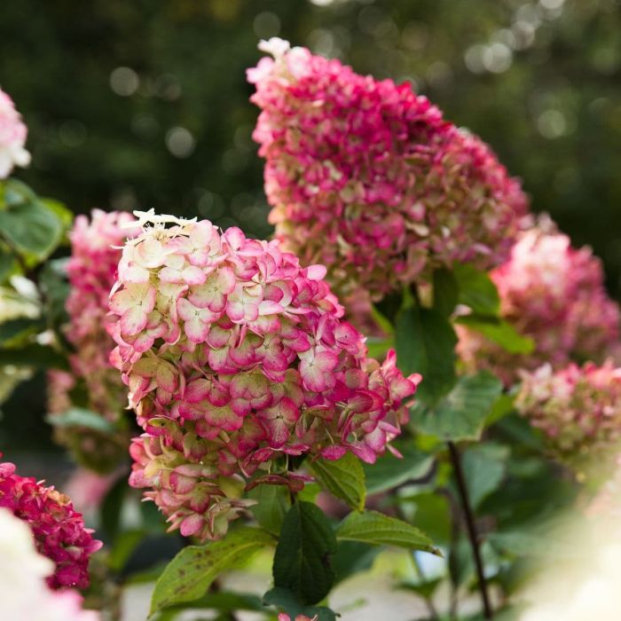 Hydrangea Paniculata Colorful Coctail - Drvenasta Hortenzija