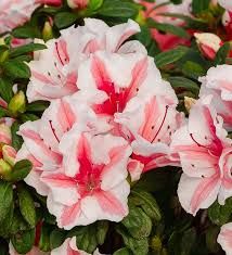 Rhododendron Encore Starburst - Azaleja