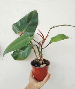 Philodendron Emerald Red