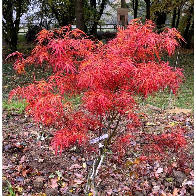 Acer palmatum-C 5 L