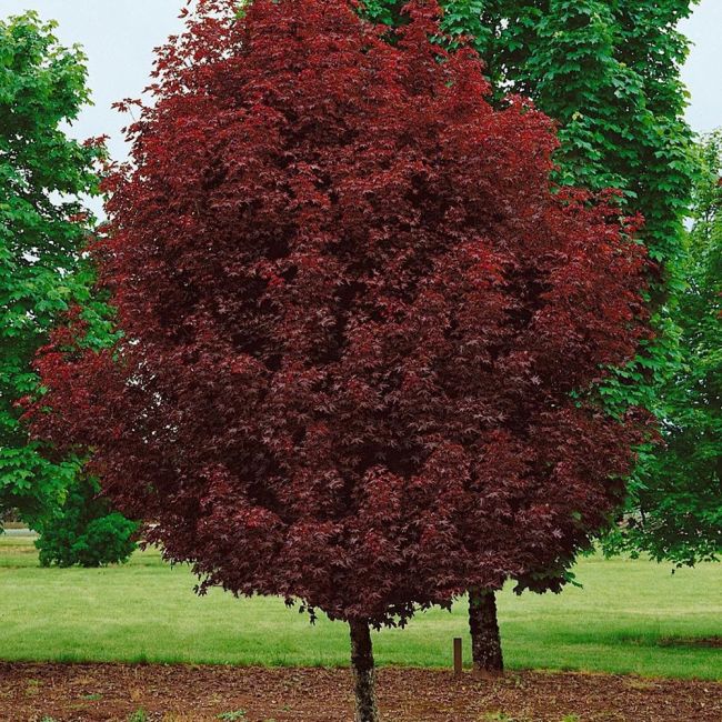 Acer platanoides Crimson Sentry