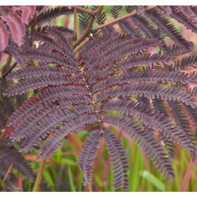 Albizia julibrissin Summer Chocolate