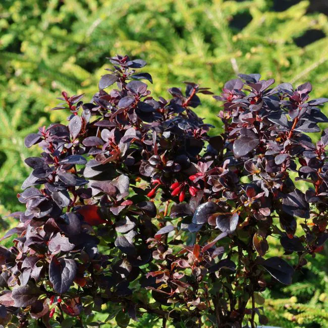 Berberis thunbergii Concorde