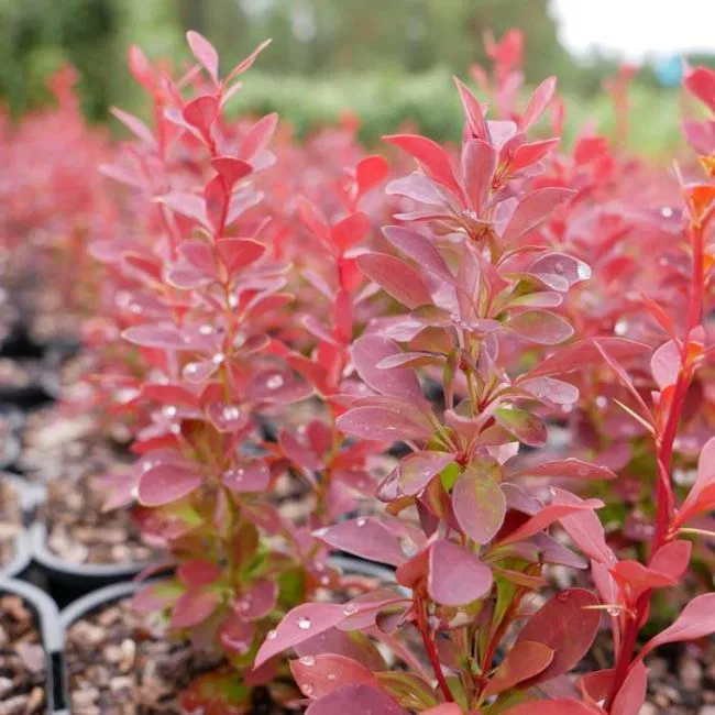 Berberis thunbergii Red Compact