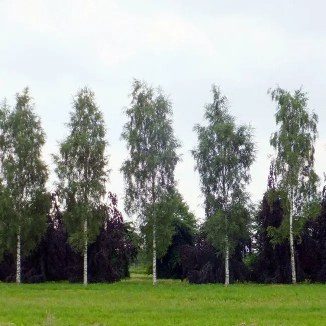 Betula pendula laciniata