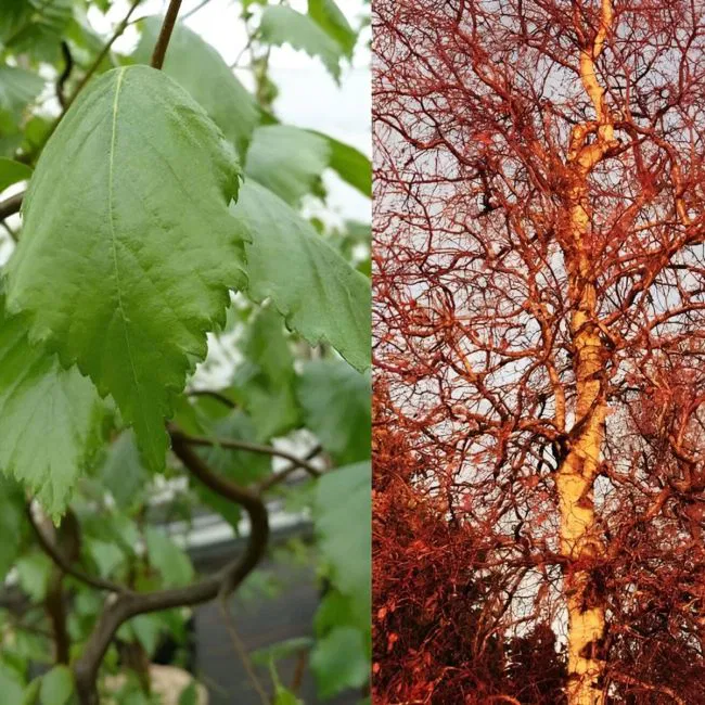 Betula pendula Spider Alley